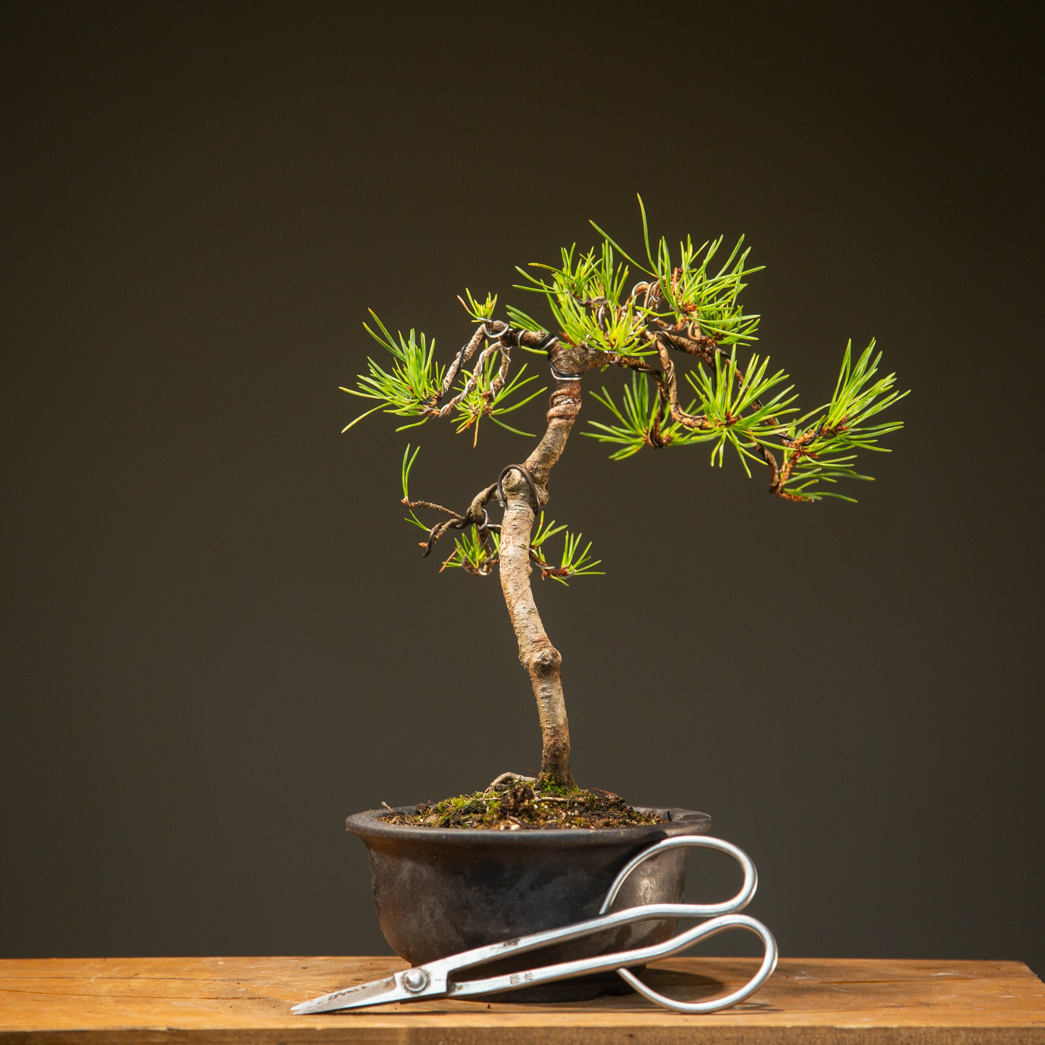 Scots Pine Bonsai (SP004) – Ecotone Bonsai