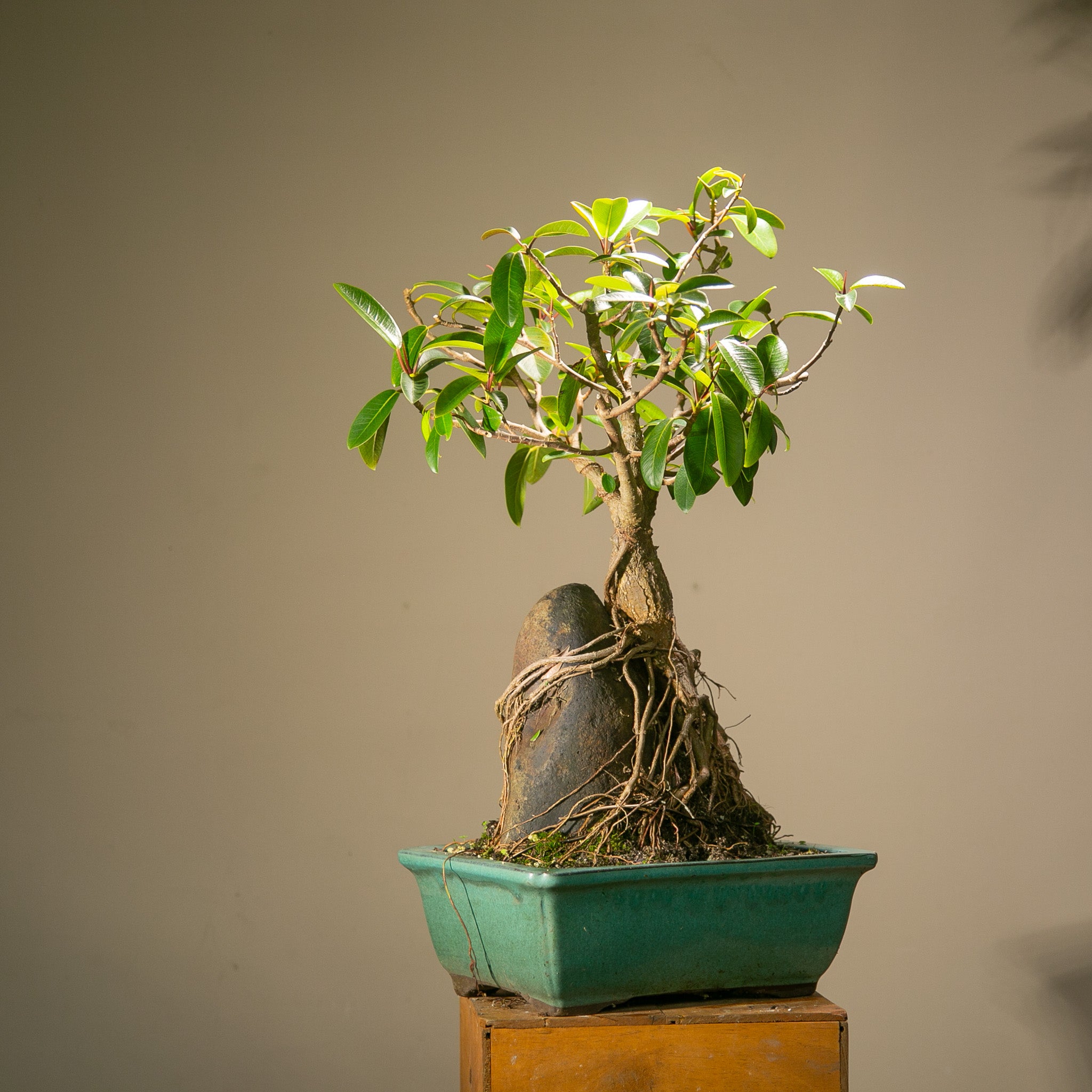 Large root over rock ficus (LF002) – Ecotone Bonsai